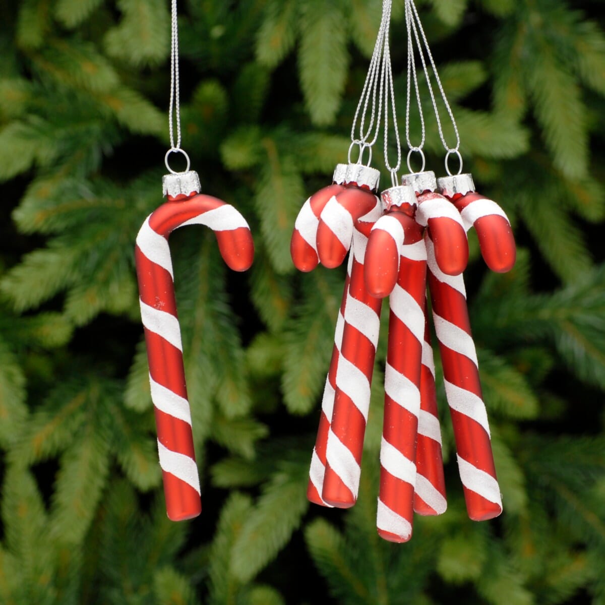 Sett av 6 stk 20 cm julegodteri i glass - Trend Collection AS